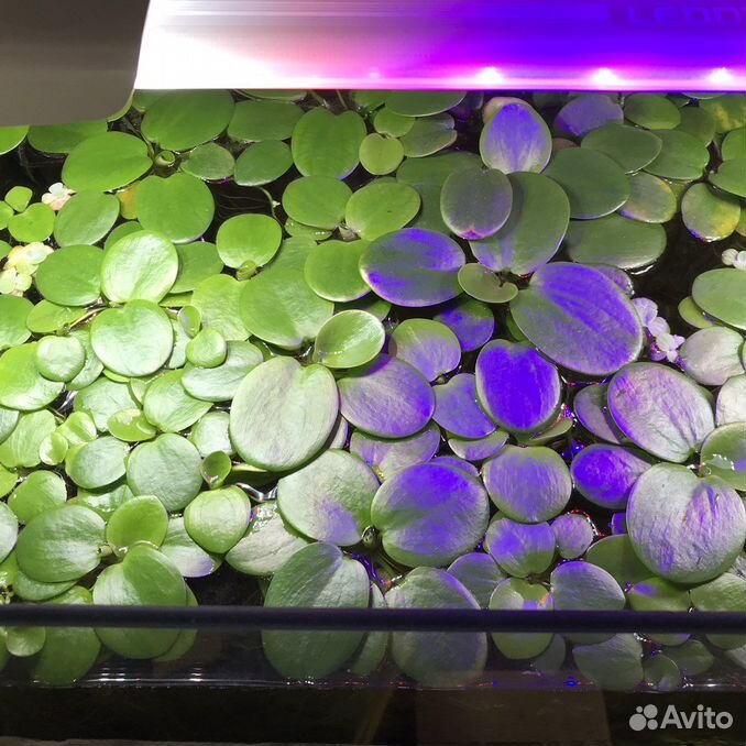 Аквариумные растения (роголистник, лимнобиум и тд)