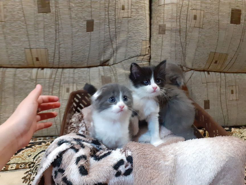 Отдадим котят вислоухих в добрые руки