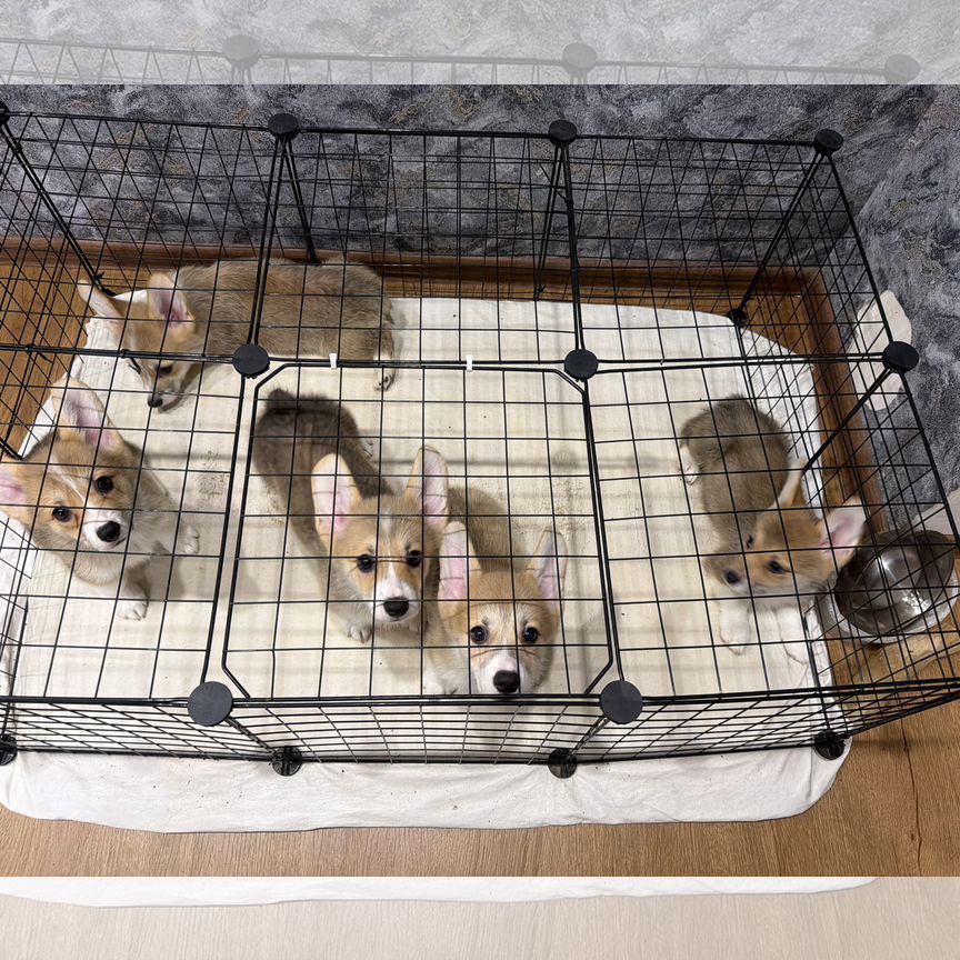 Вельш Корги Пемброк, щенок