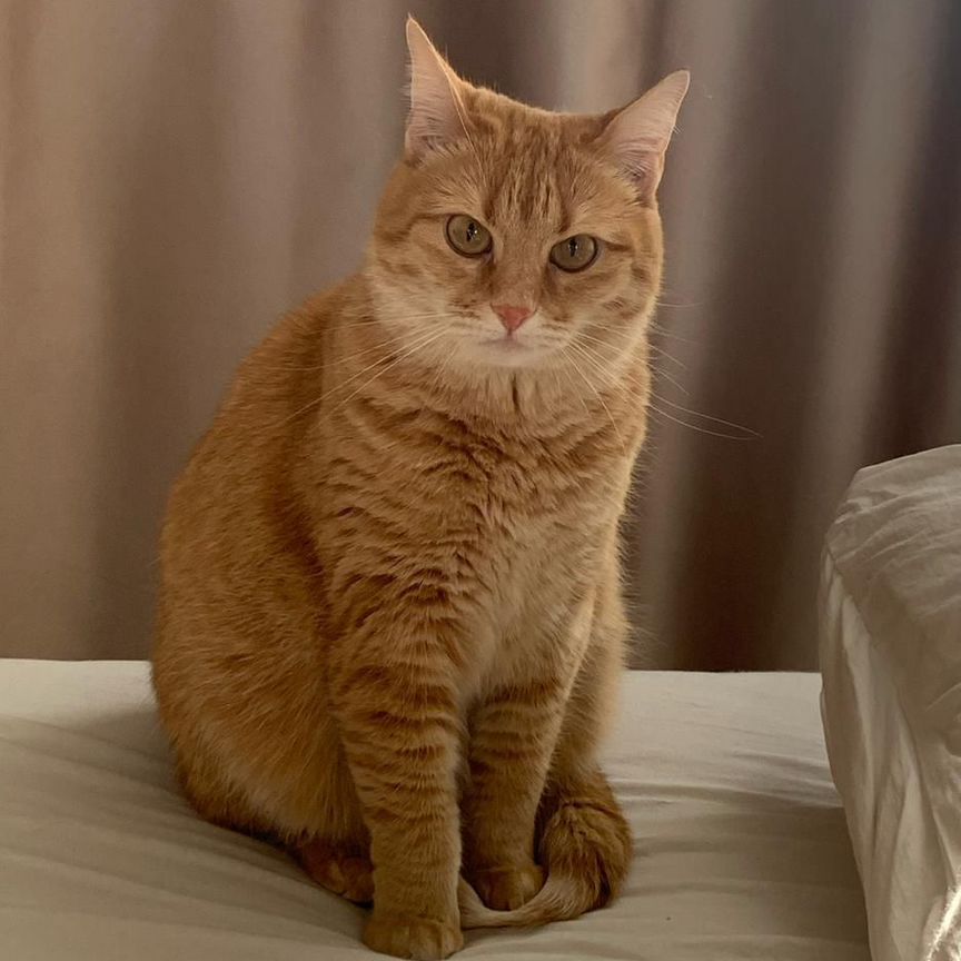 Кошка