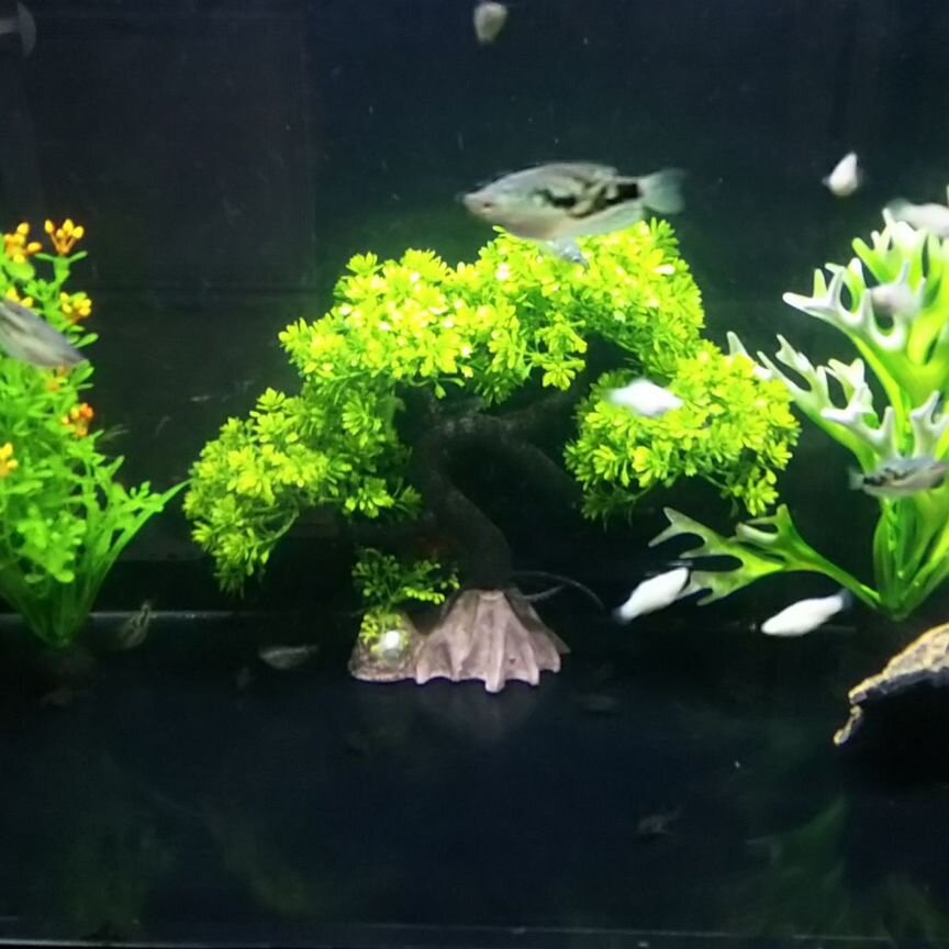 Аквариумные рыбки и растения