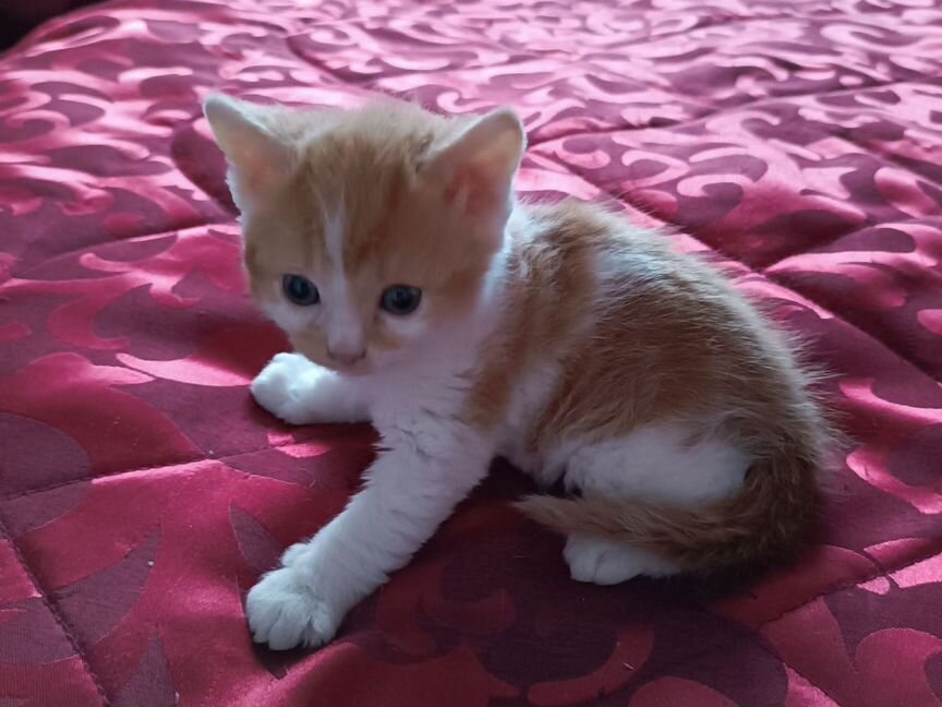 Котенок селкирк-рекс мальчик