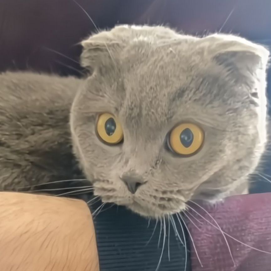 Взрослая, кошка в добрые руки