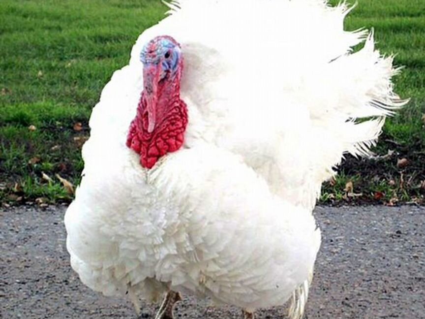 Инкубационное яйцо индейки Биг 6