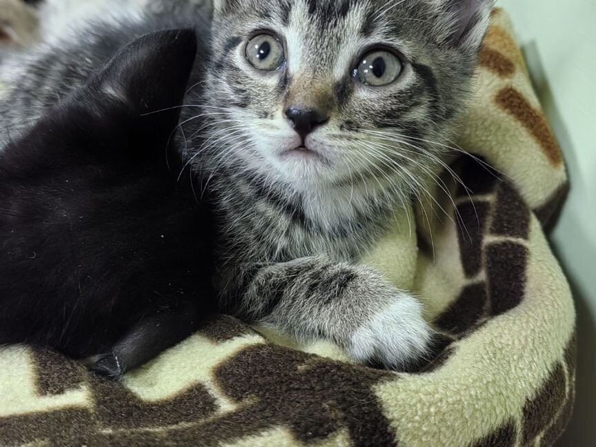 Котики