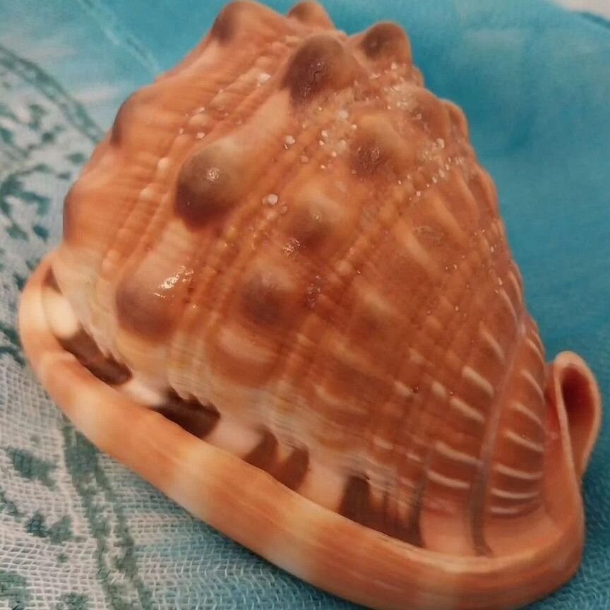 Ракушка оранжевая рапан большой для аквариума