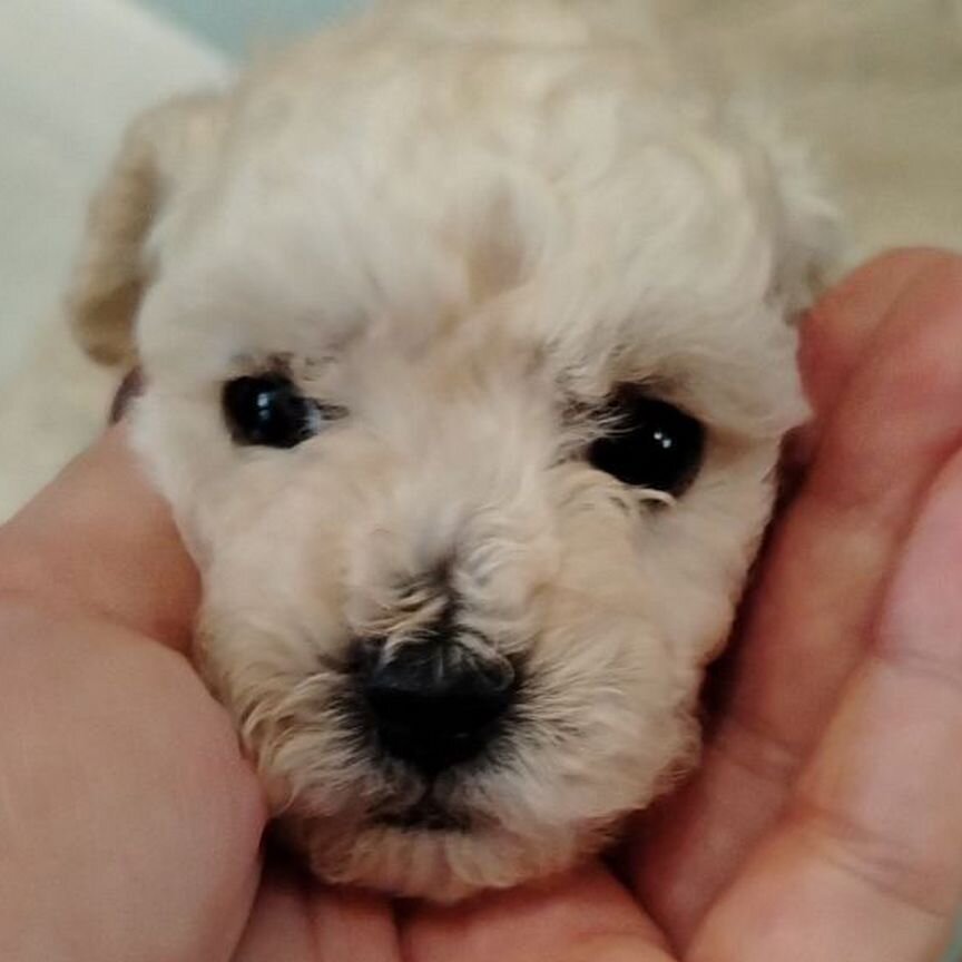 Той-пудель, щенок