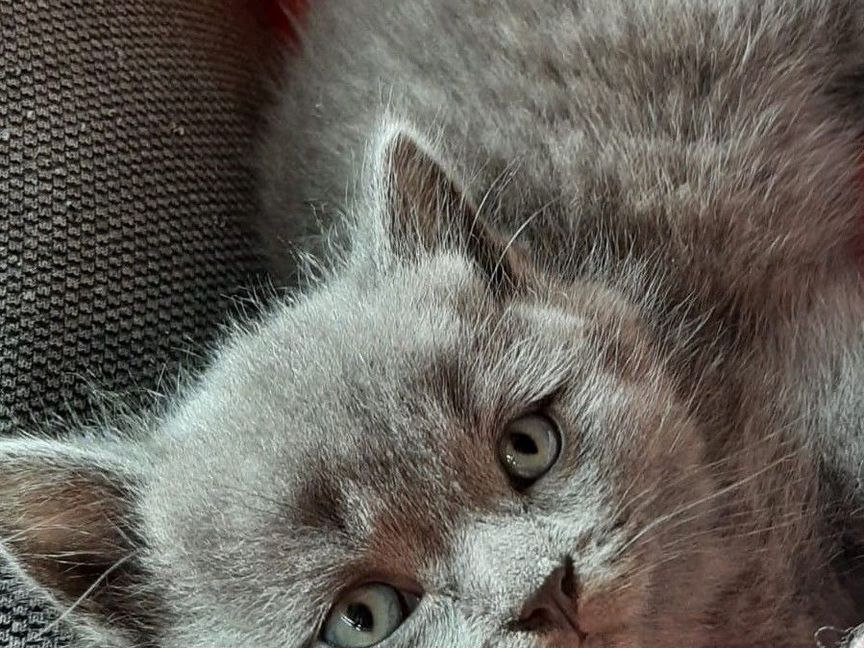 Шотландские котик и кошечка