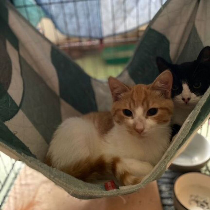 Котенок бело-рыжий