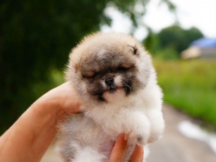 Померанское счастье