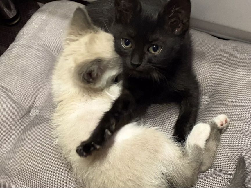 Котята в добрые руки, бесплатно