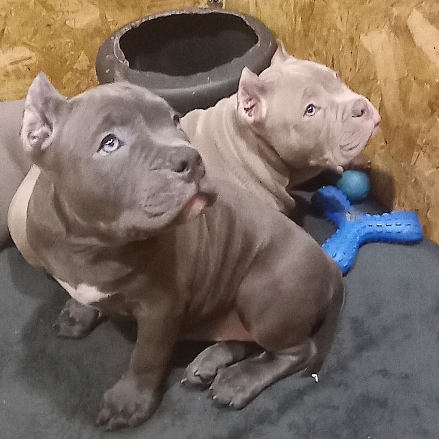 Американский булли, щенок