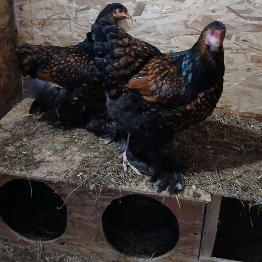 Семья кур Брама Золотоокамленые