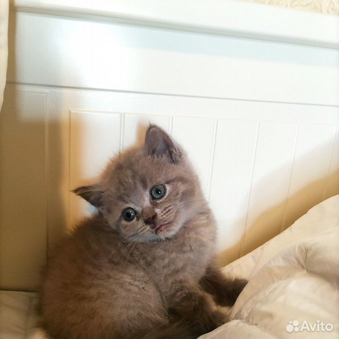 Британский котенок лиловый
