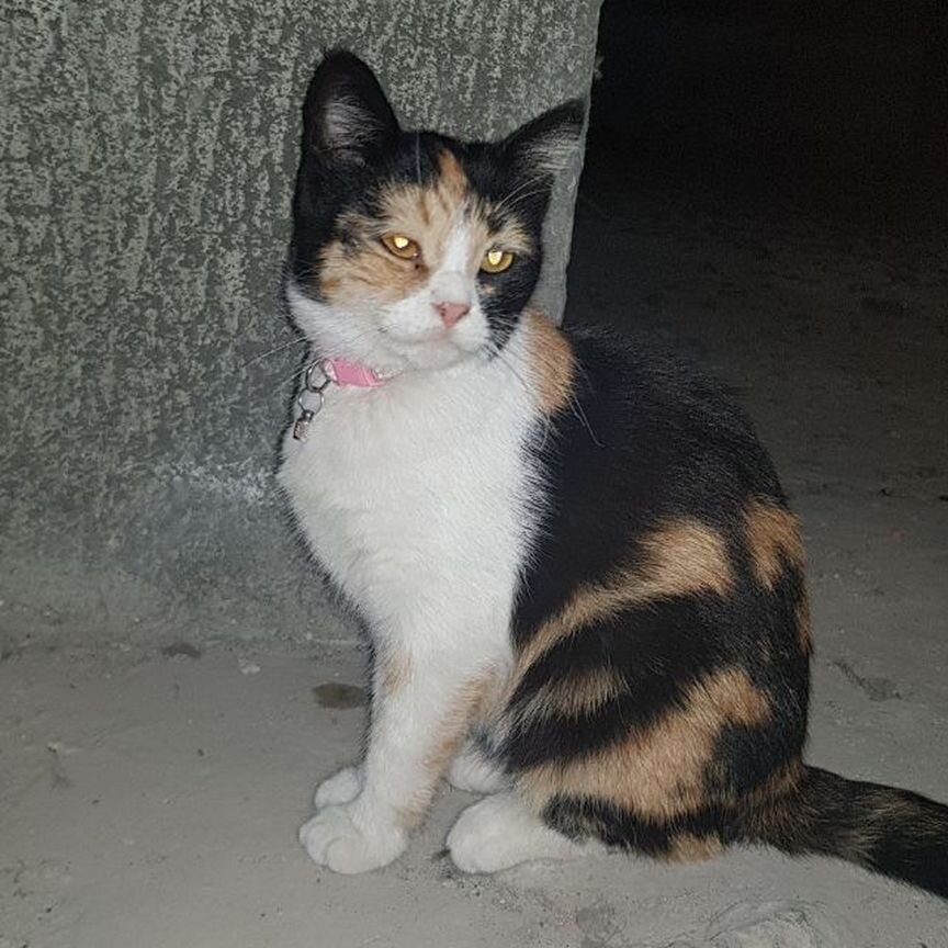 Кошечка трехцветочка