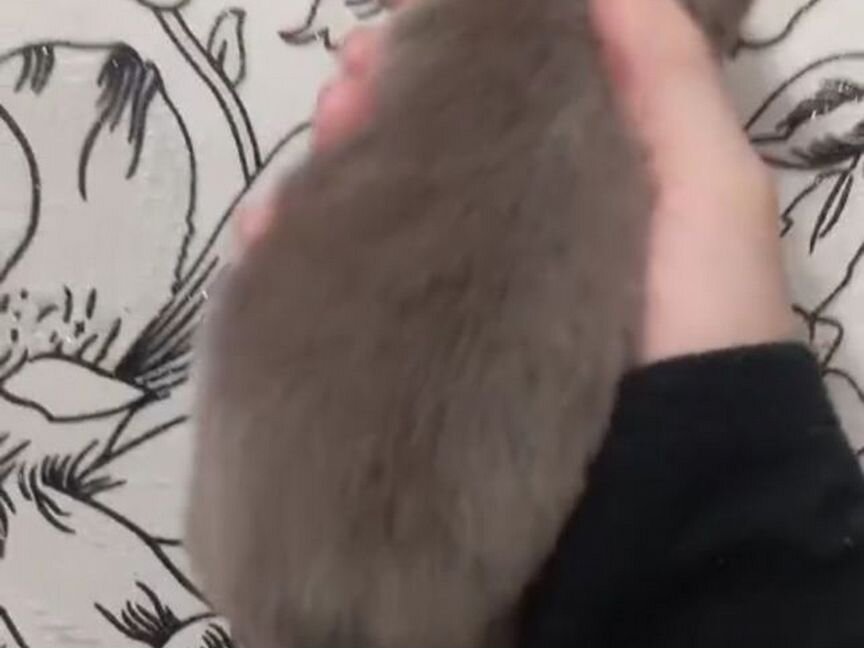 Чистокровные щенки чихуахуа