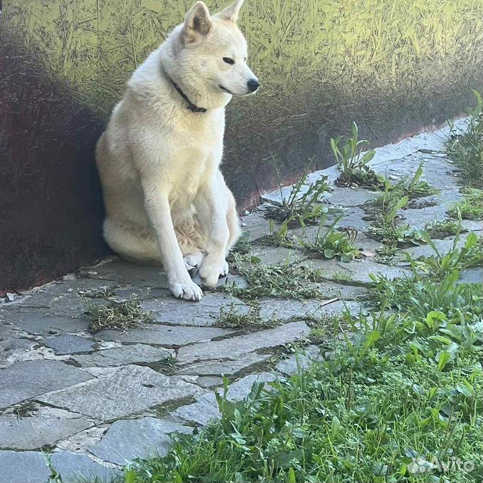 Акита ину сука