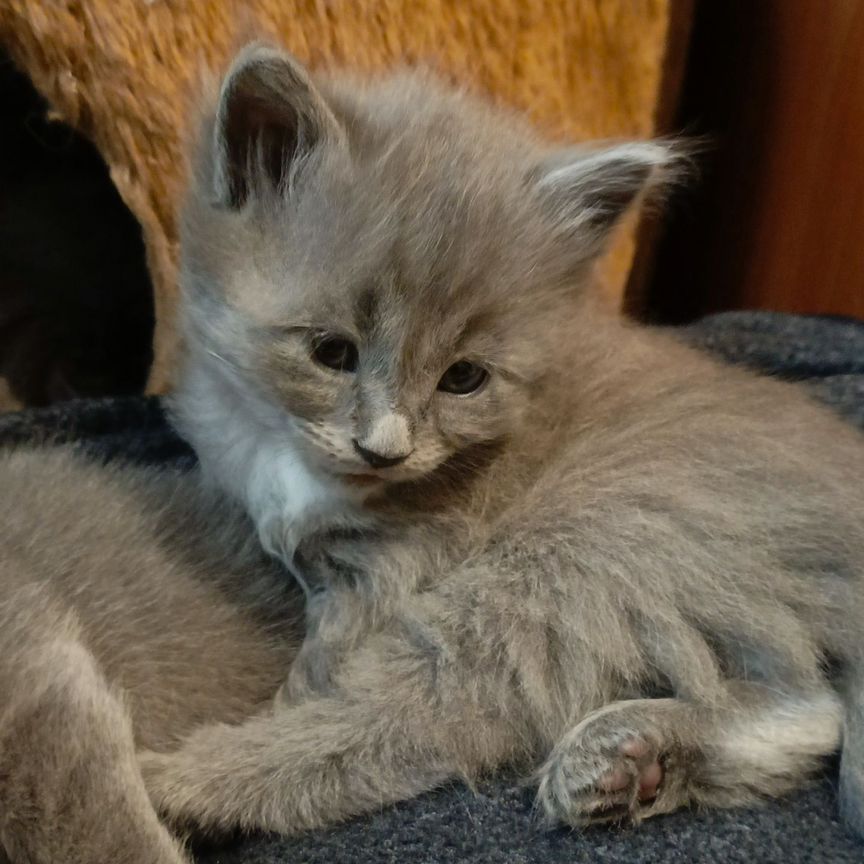 Котята в добрые руки 1 месяц