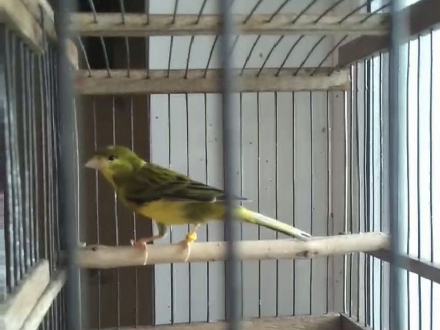 Кенар чубатый зеленый