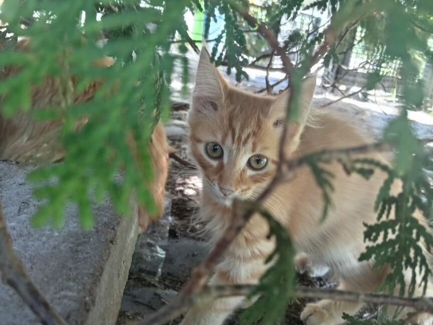 Продаются котятки полу мейн-куны