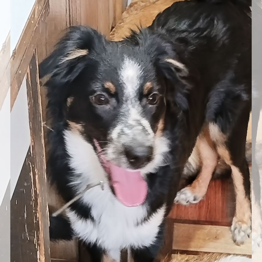 Щенок в добрые руки