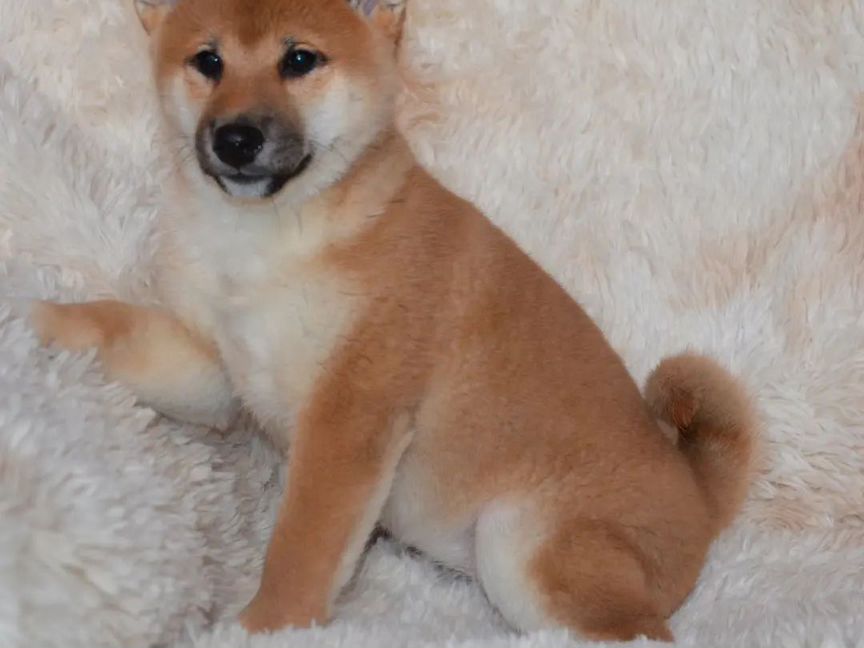 Щенки сиба ину шиба ину