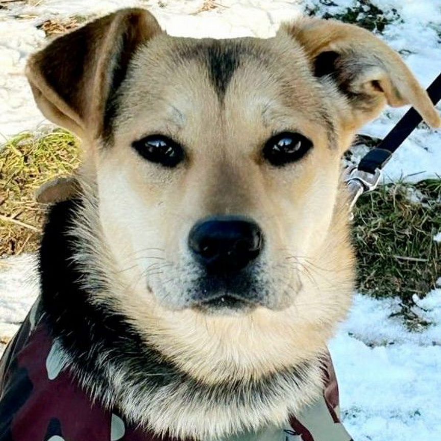 Щенок девочка в добрые руки