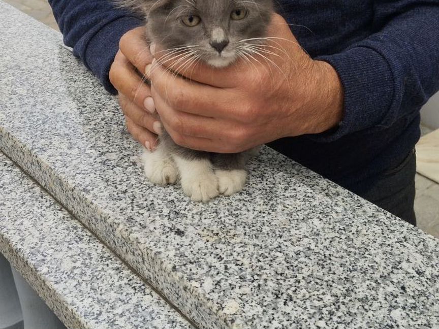 Котенок пушок