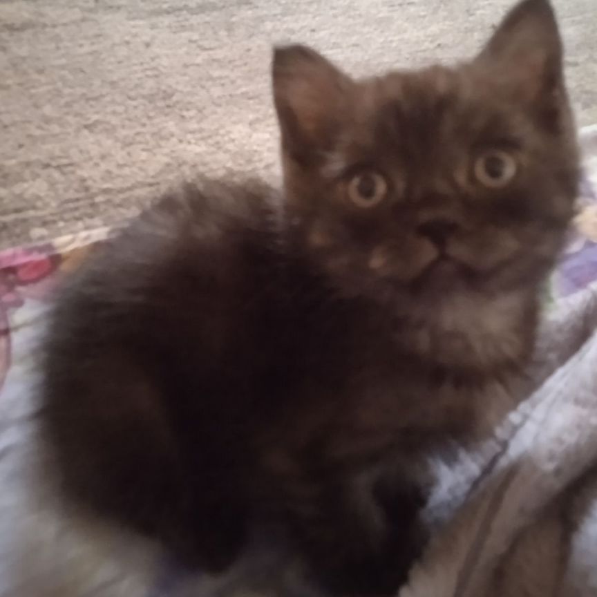 Шотландский прямоухий длинношёрстный котёнок