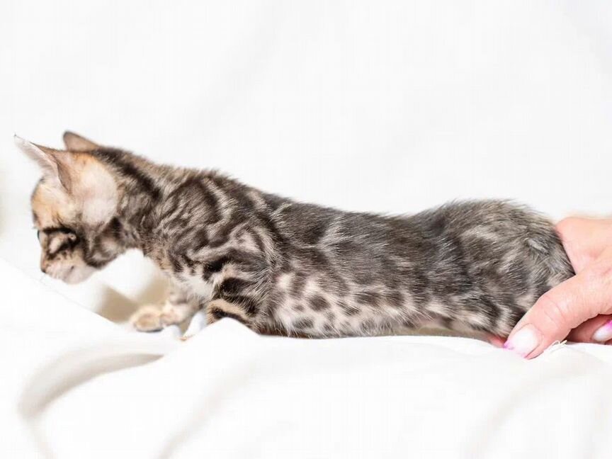 Бенгальская девочка