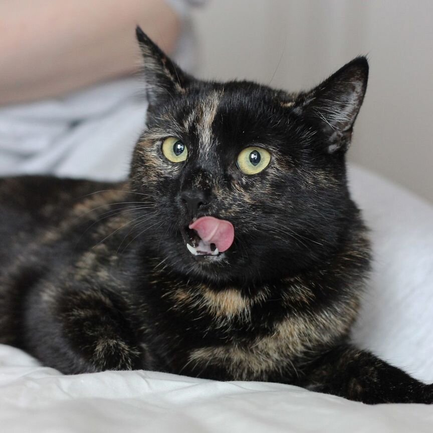 Взрослая кошка в добрые руки