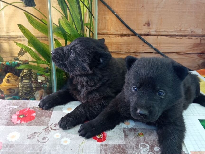 Щенки немецких овчарок
