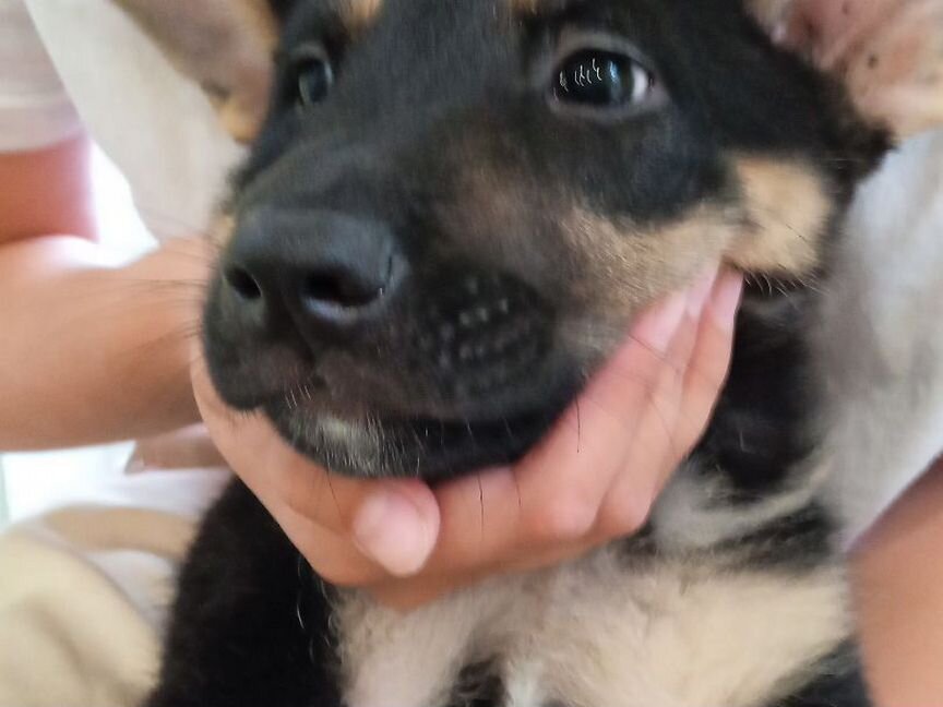 Щенок в добрые руки бесплатно