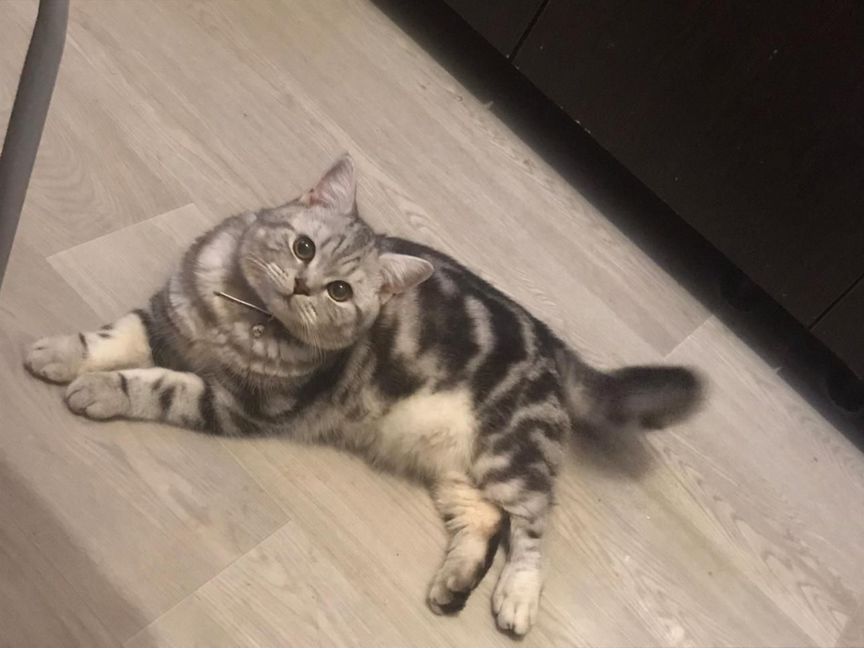 Шотландский чистокровный прямоухий на вязку