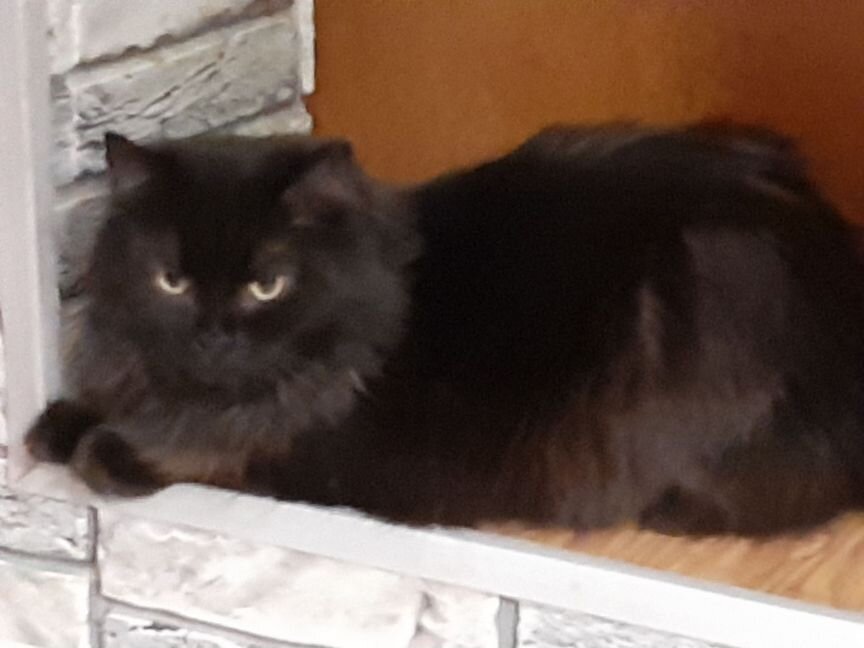 Сибирская кошка