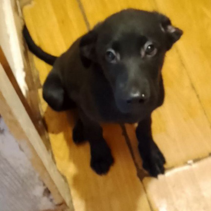 Щенок в добрые руки