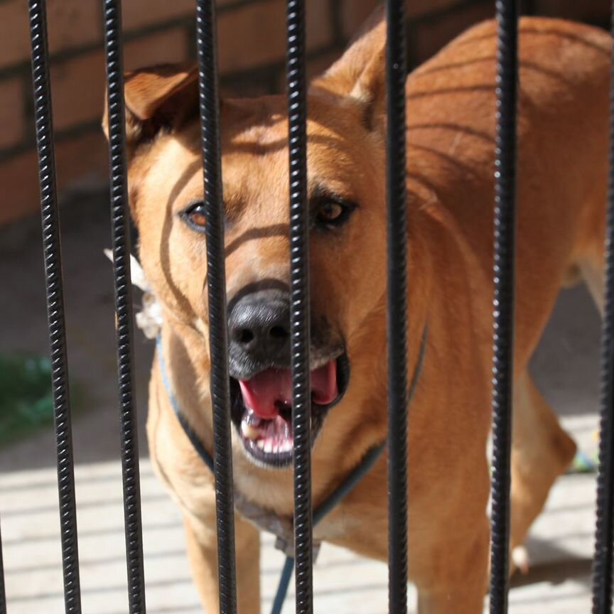 Американский стаффордширский терьер, взрослый пёс из приюта