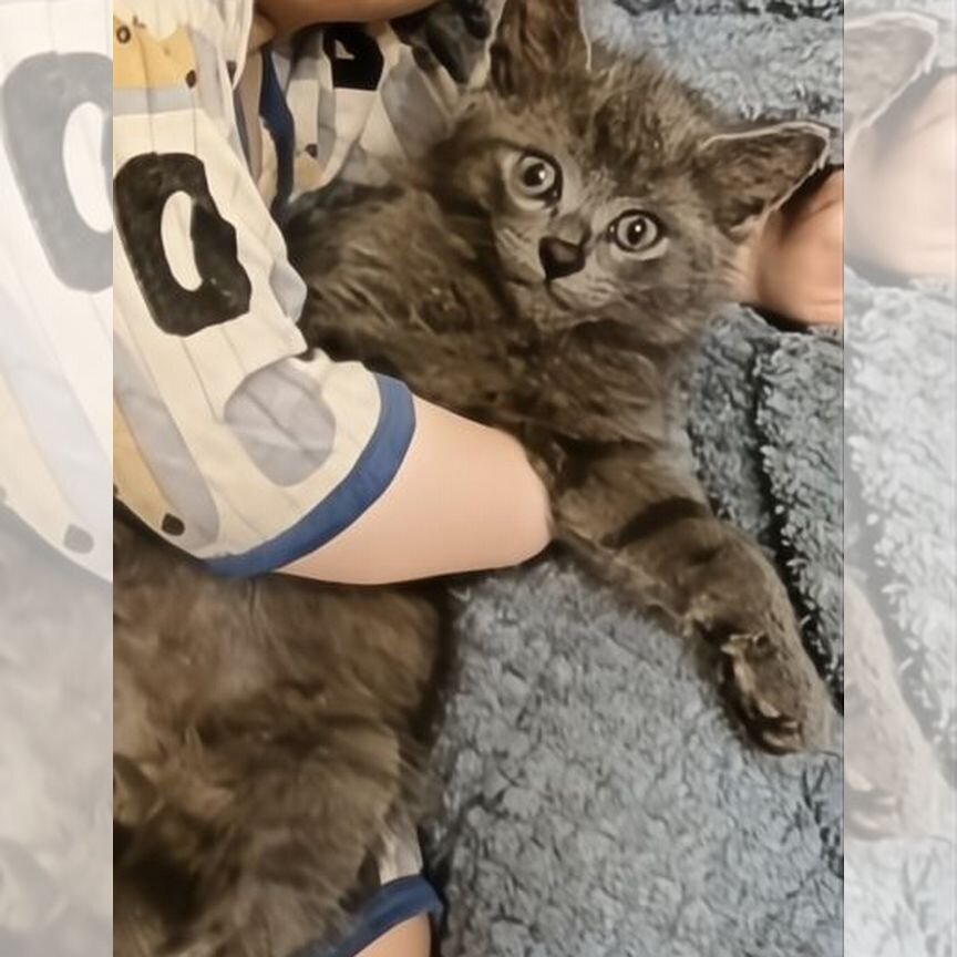 Котёнок в добрые руки