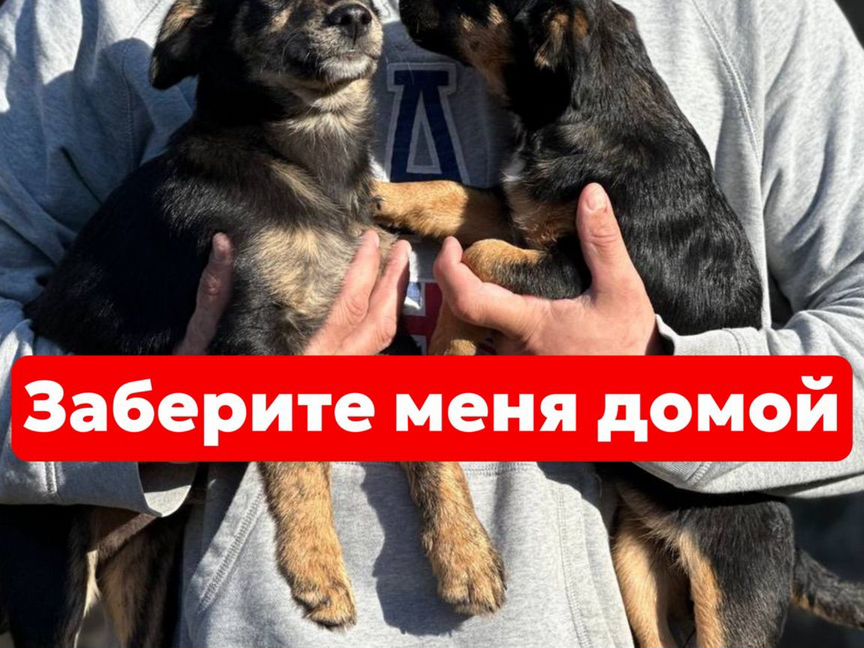 Собака маленького размера в добрые руки
