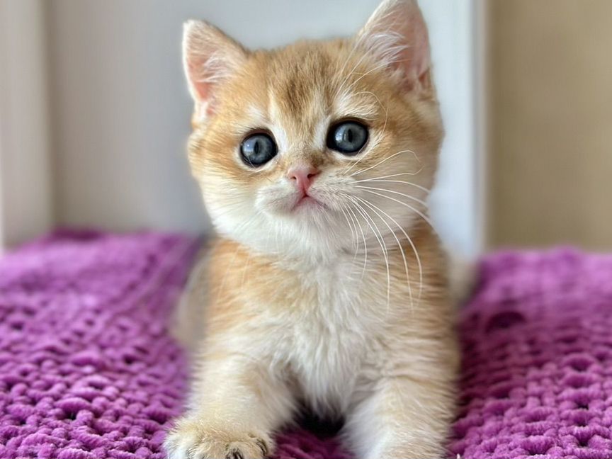 Шикарная мордастая яркая кошка золотая шиншилла