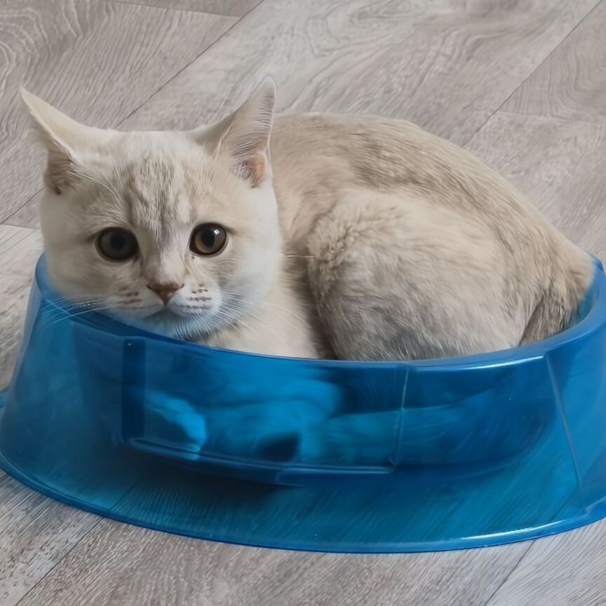 Шотландский вислоухий короткошёрстный котёнок