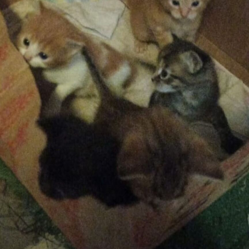 Котята