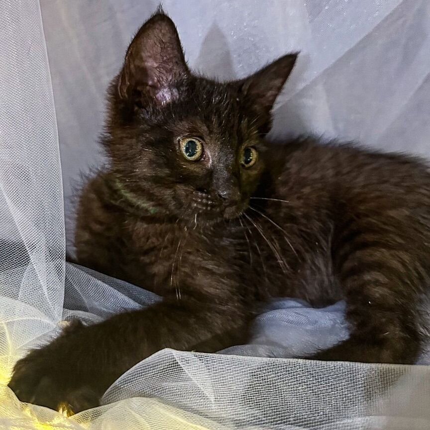 Котенок