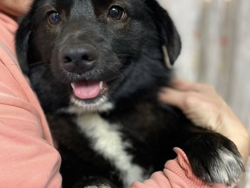 Маленькая Плюша в добрые руки