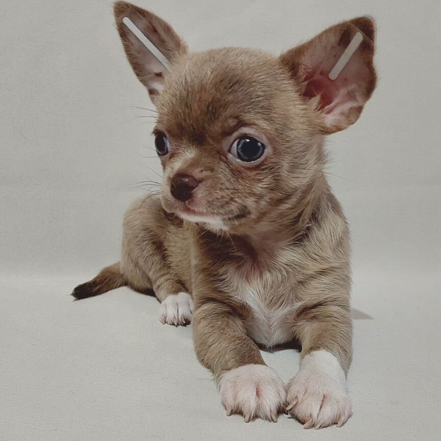 Лиловая красотка чихуахуа РКФ