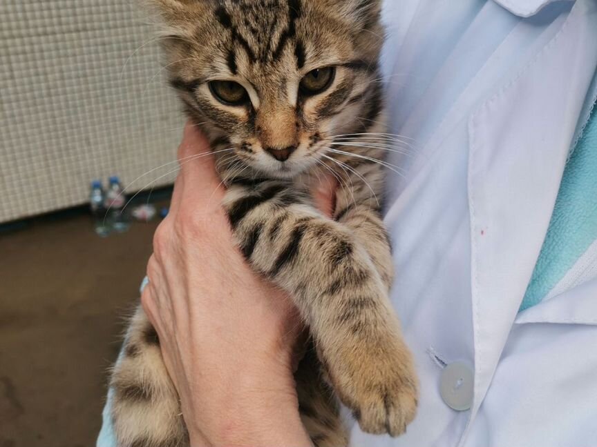 Отдам котёнка в добрые руки
