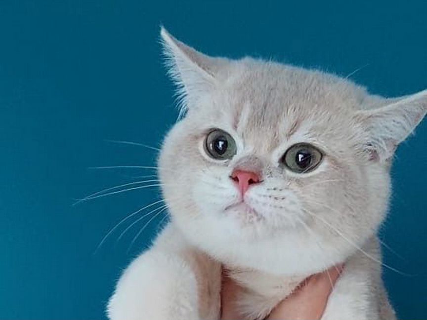 Британский котенок лиловое золото