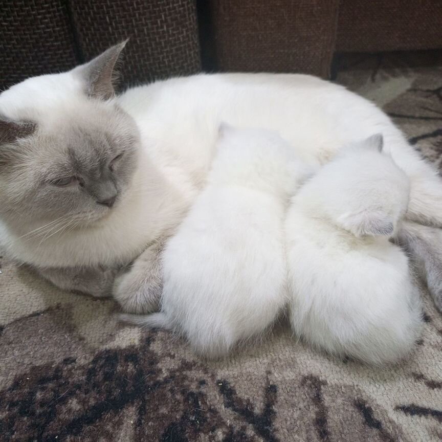 Шотландские прямоухие котята (бронь)