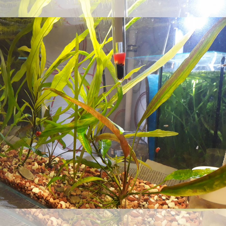 Аквариумное растение