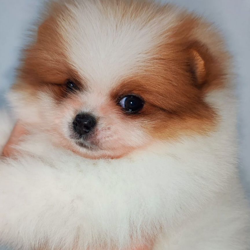 Померанский шпиц, щенок